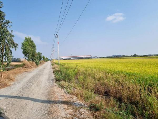 ที่ดิน ขาณุวรลักษบุรีทำ ไร่ชลบุรีสวนฝรั่งปลูกสับปะรดการเกษตรน้ำท่วมไม่ ...