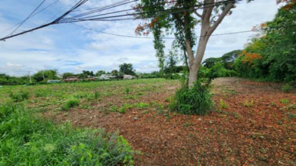 ที่ดินถนนมิตรภาพ มีวิวต้นไม้ ที่ดินสวยวิวเขา (หลังอำเภอ ปากช่อง)( 9-3 ...